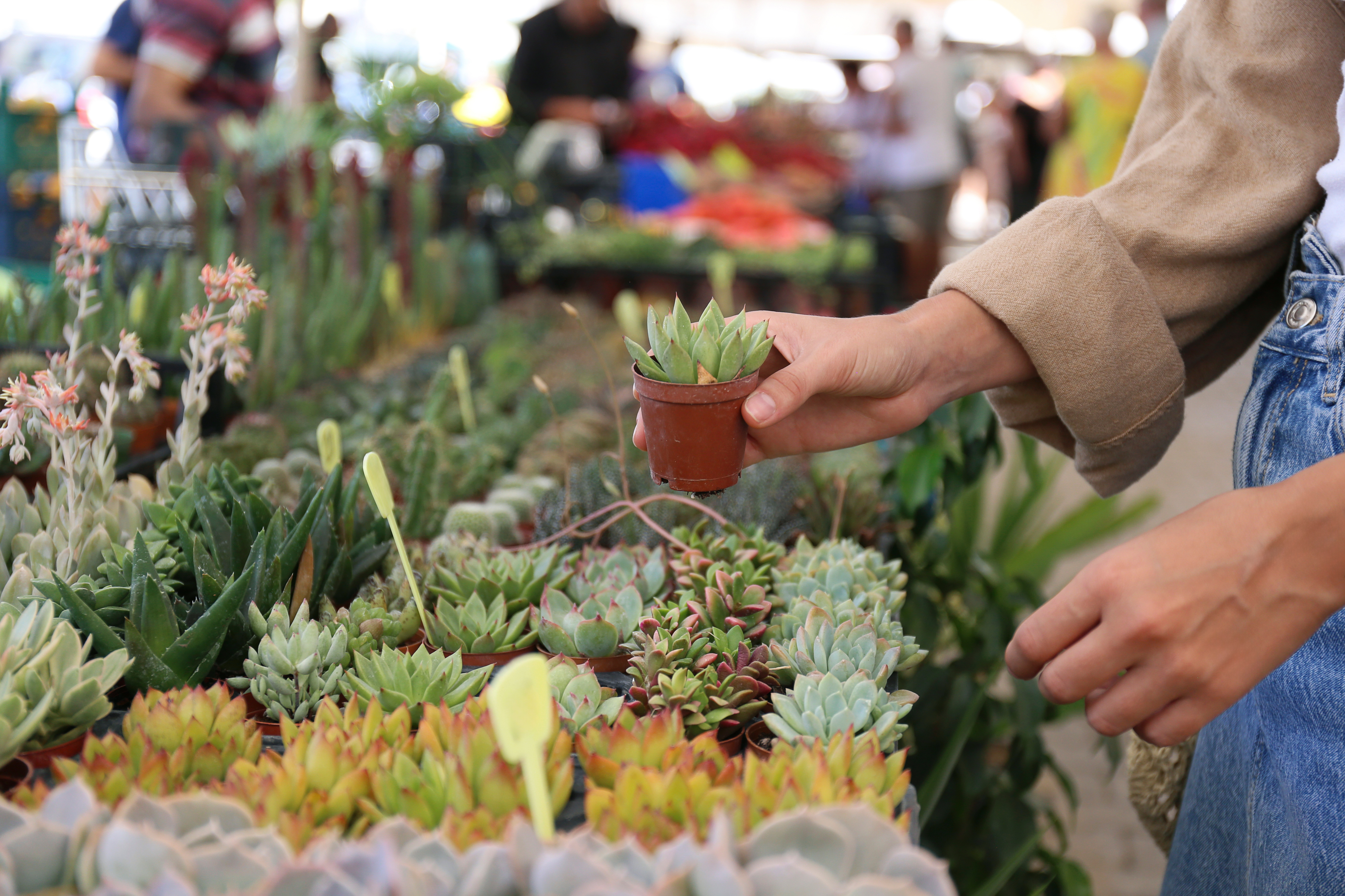 Spring Pima County Master Gardener Plant Sale 2026 | UA Cooperative ...