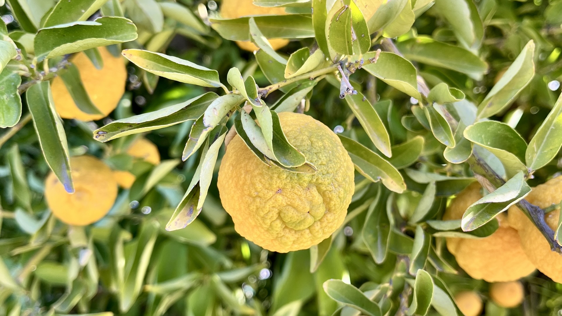Citrus disease new to Arizona threatens fruit trees in Santa Cruz ...