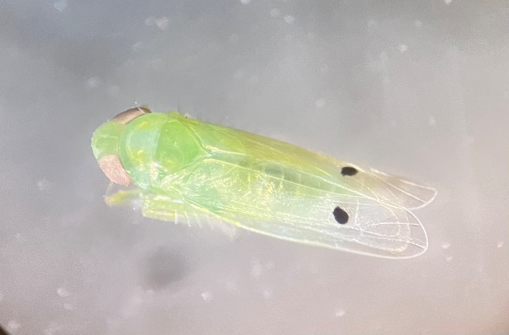 Extension prepares growers, gardeners for an invasive bug likely to ...